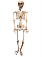 Skeleton Prop - PartyBell.com